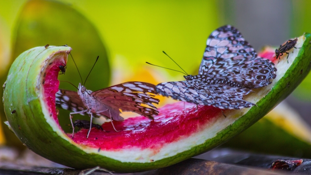Top 5 Butterfly Farms in Belize | Island Expeditions