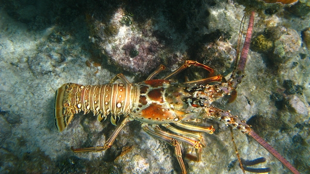 Celebrating The Lobster Festivals of Belize | Island Expeditions