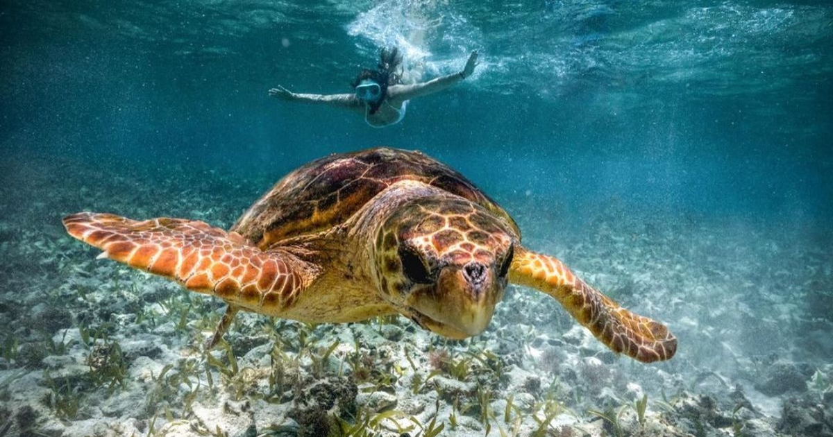 Discover Belize's Underwater Spectacle | Island Expeditions